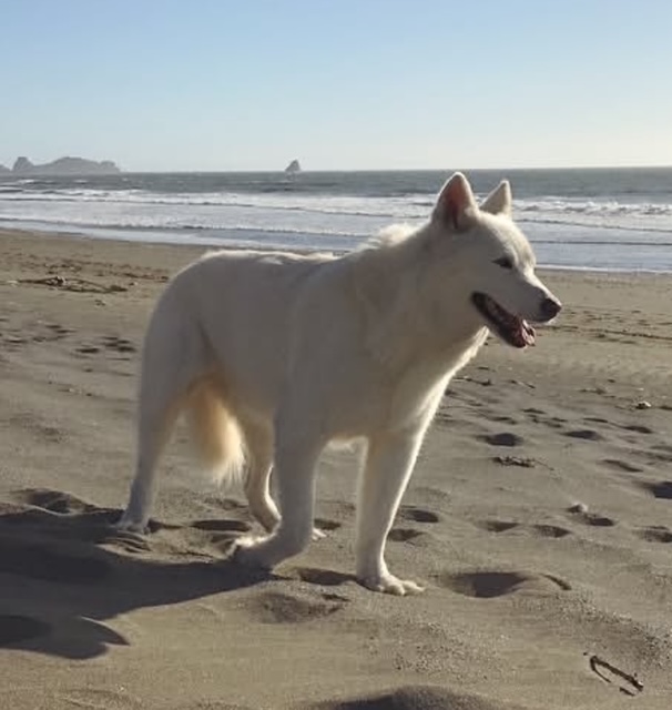 “De-extincted” Dire Wolf Pups Have a Few Genetic Tweaks – That’s It ...